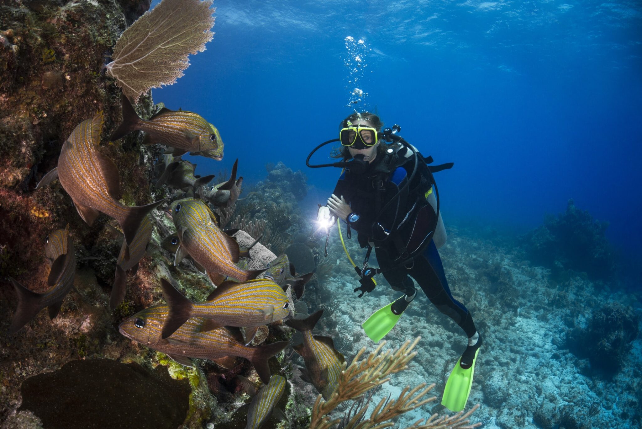 Key West Dive Blog — Key West Scuba Diving